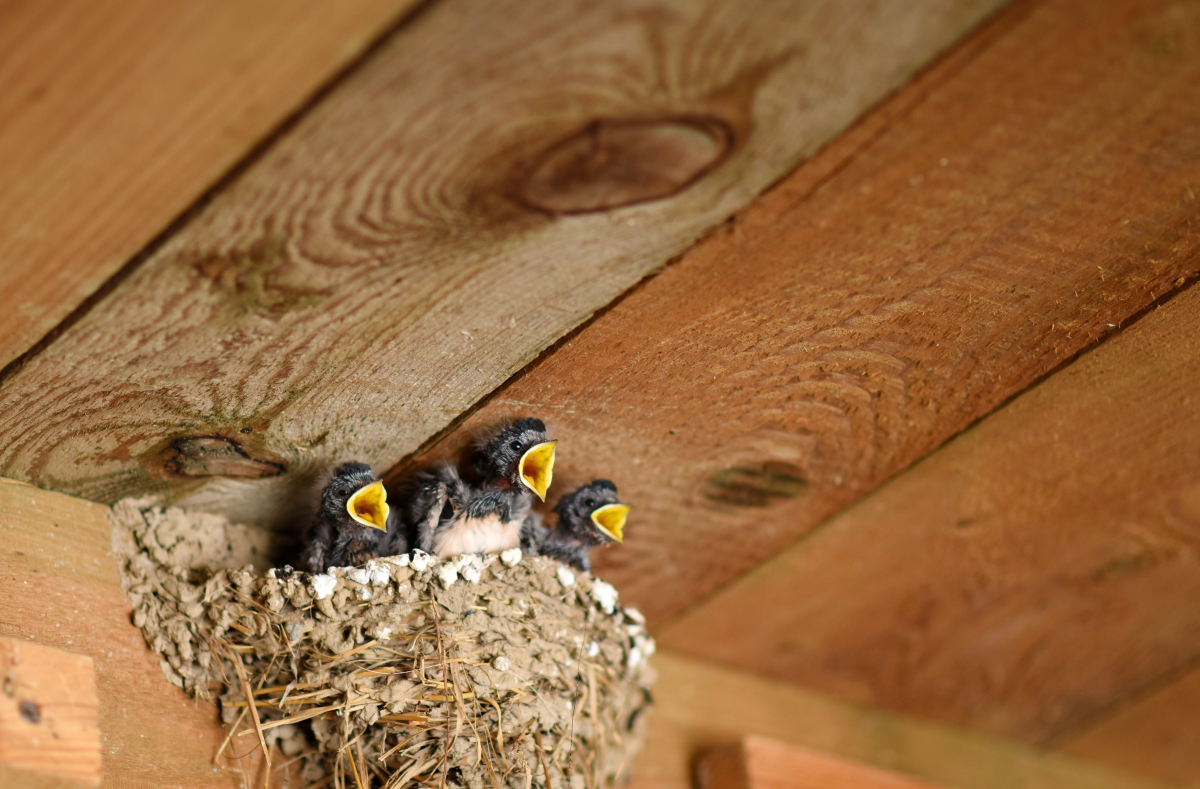 Zwaluwnesten beschermen | Klimaatswitch #VANRSL