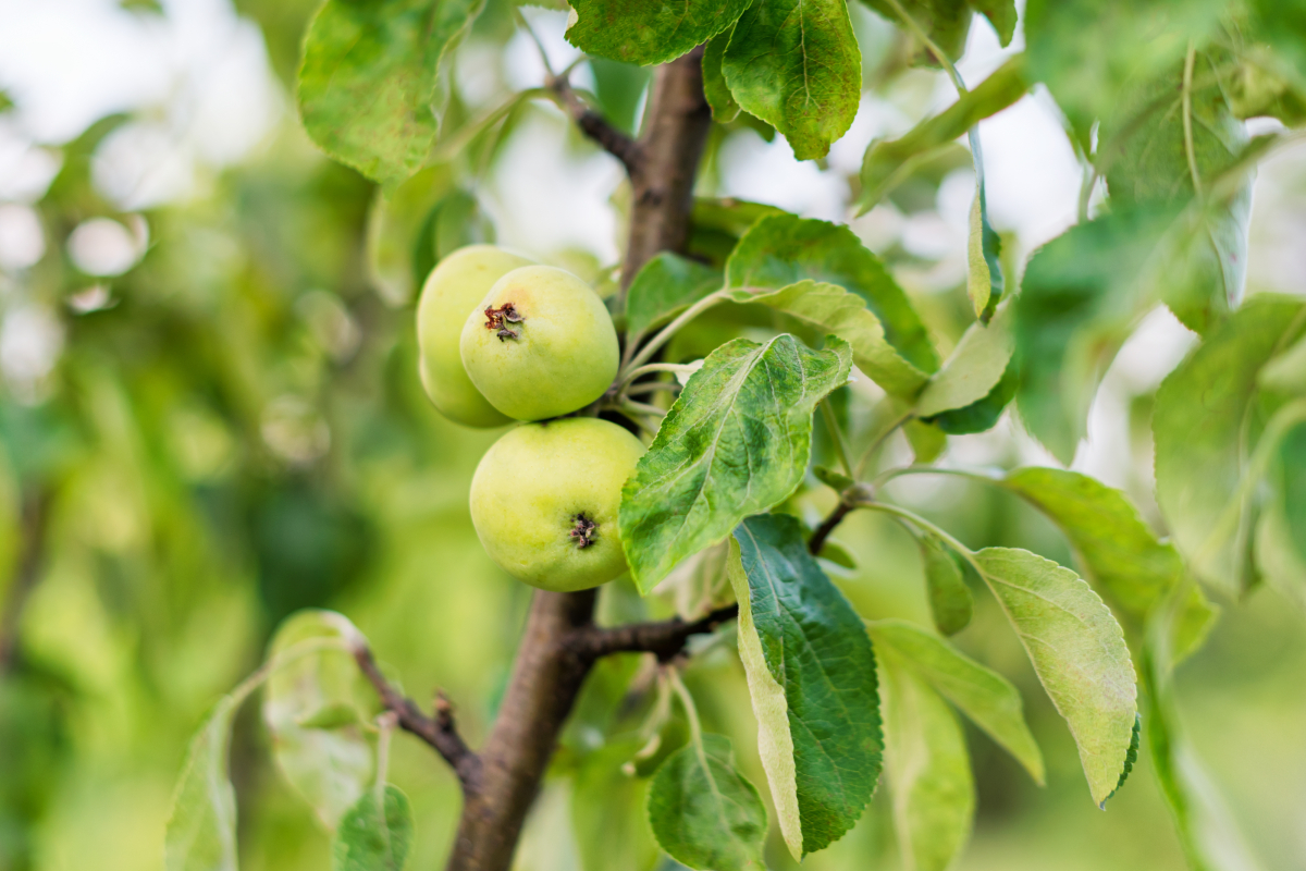 Kies de juiste boom voor in je tuin | Klimaatswitch #VANRSL